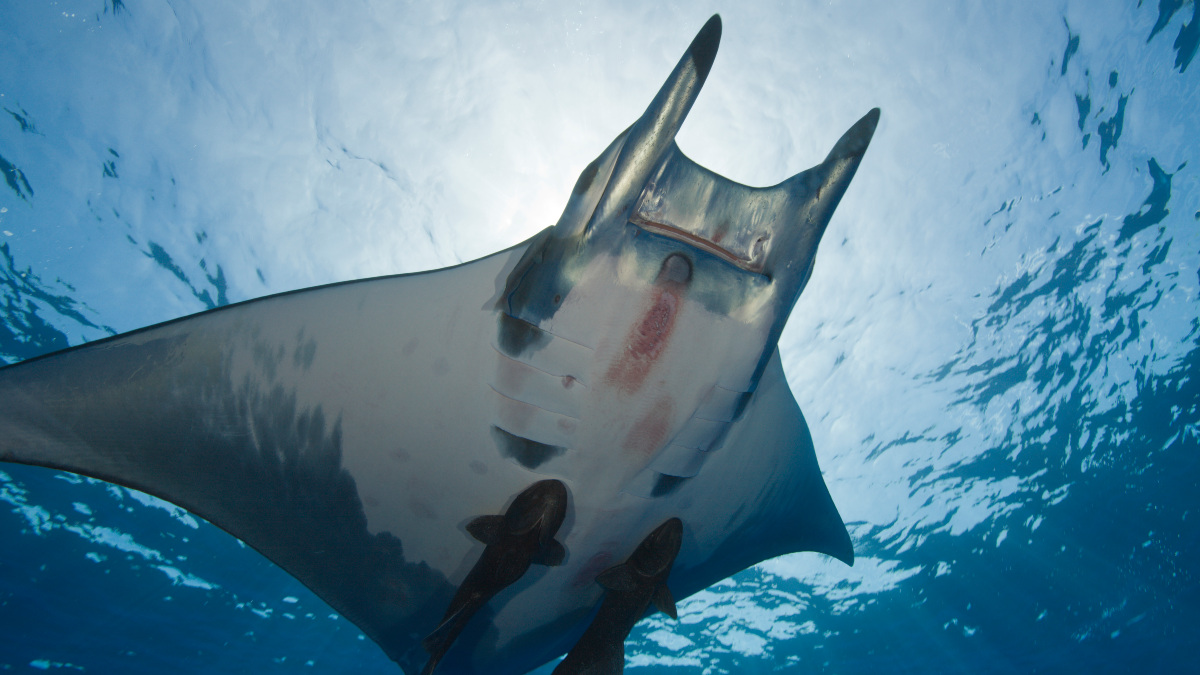 IMPRESIONANTE: Capturan mantarraya gigante de 4 metros y 180 kilos - El ...